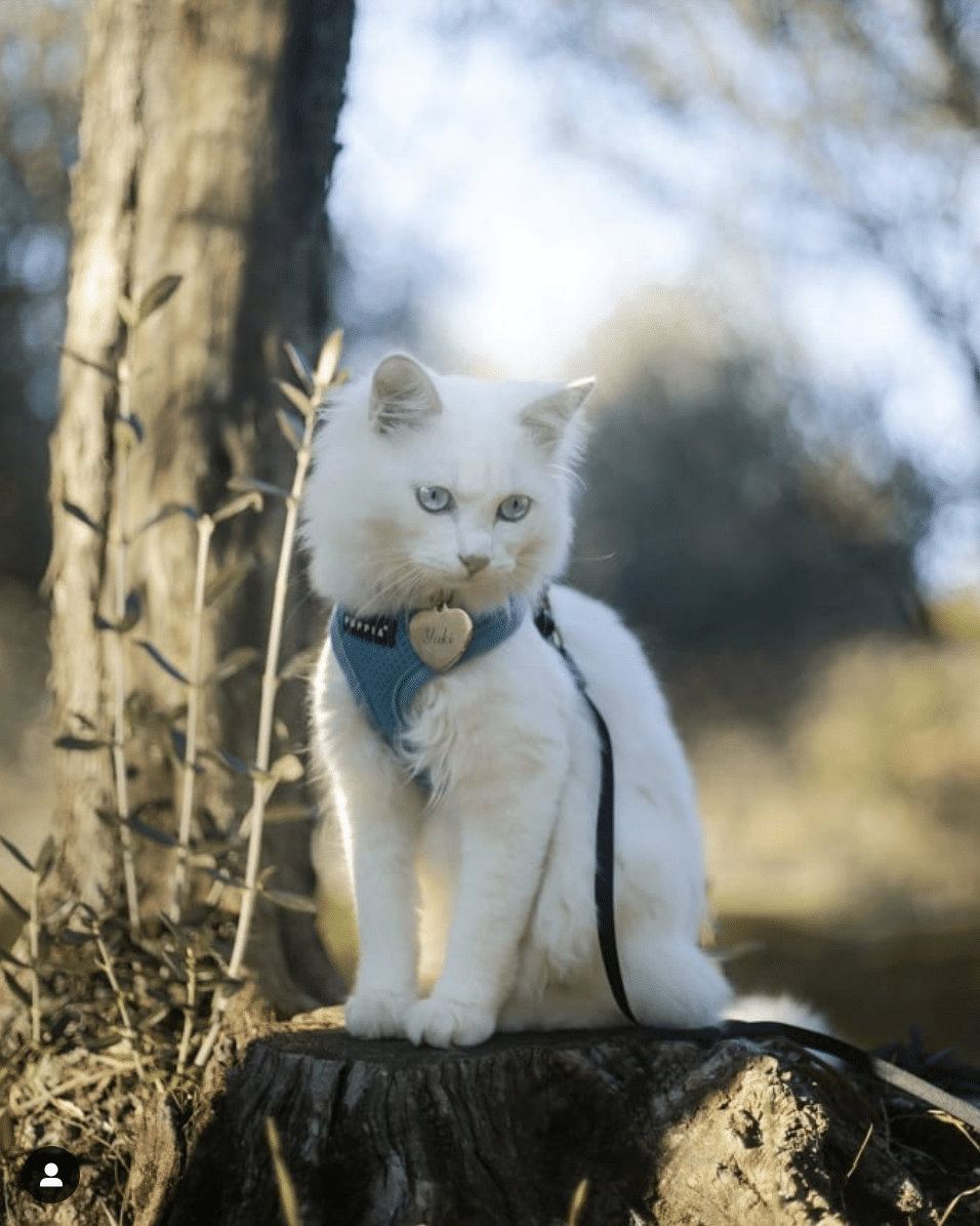 L'incroyable beauté de l'Angora turc en photos