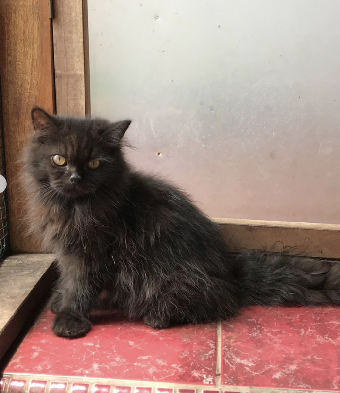 L'incroyable beauté de l'Angora turc en photos