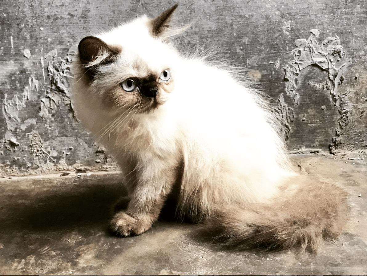 L'incroyable beauté de l'Angora turc en photos