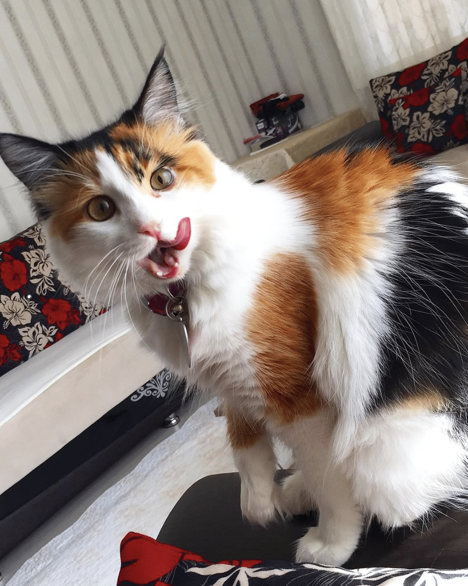 L'incroyable beauté de l'Angora turc en photos