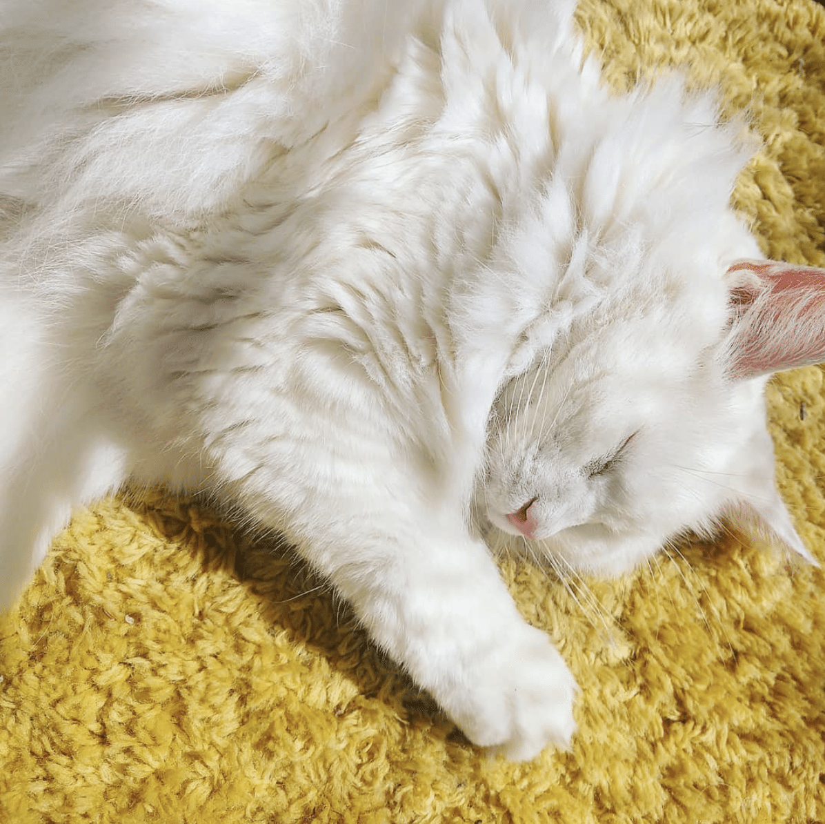 L'incroyable beauté de l'Angora turc en photos