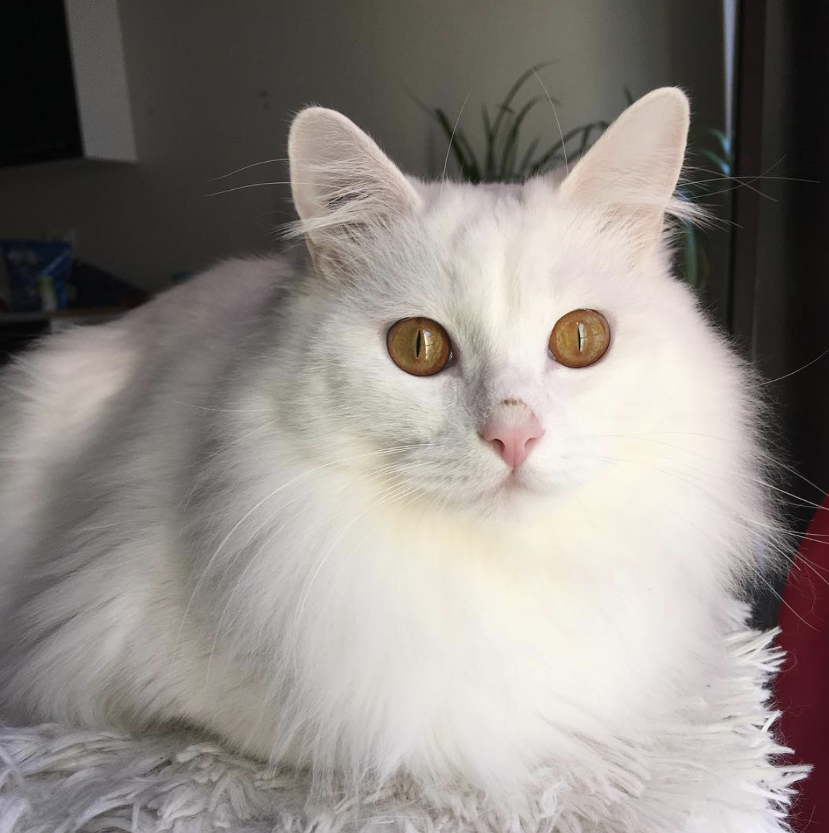 L'incroyable beauté de l'Angora turc en photos - Page 3 sur 3