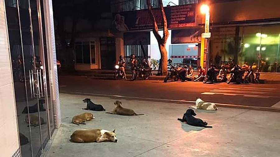 Les 6 chiens d'un sdf suivent leur maître emmené en ambulance... ce qu ...