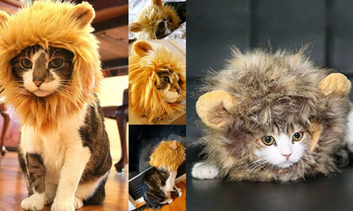 Une crinière de lion pour transformer ton chat en Simba