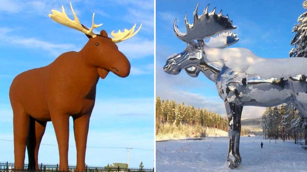 La guerre des élans ! Le Canada et la Norvège se disputent le titre de ...