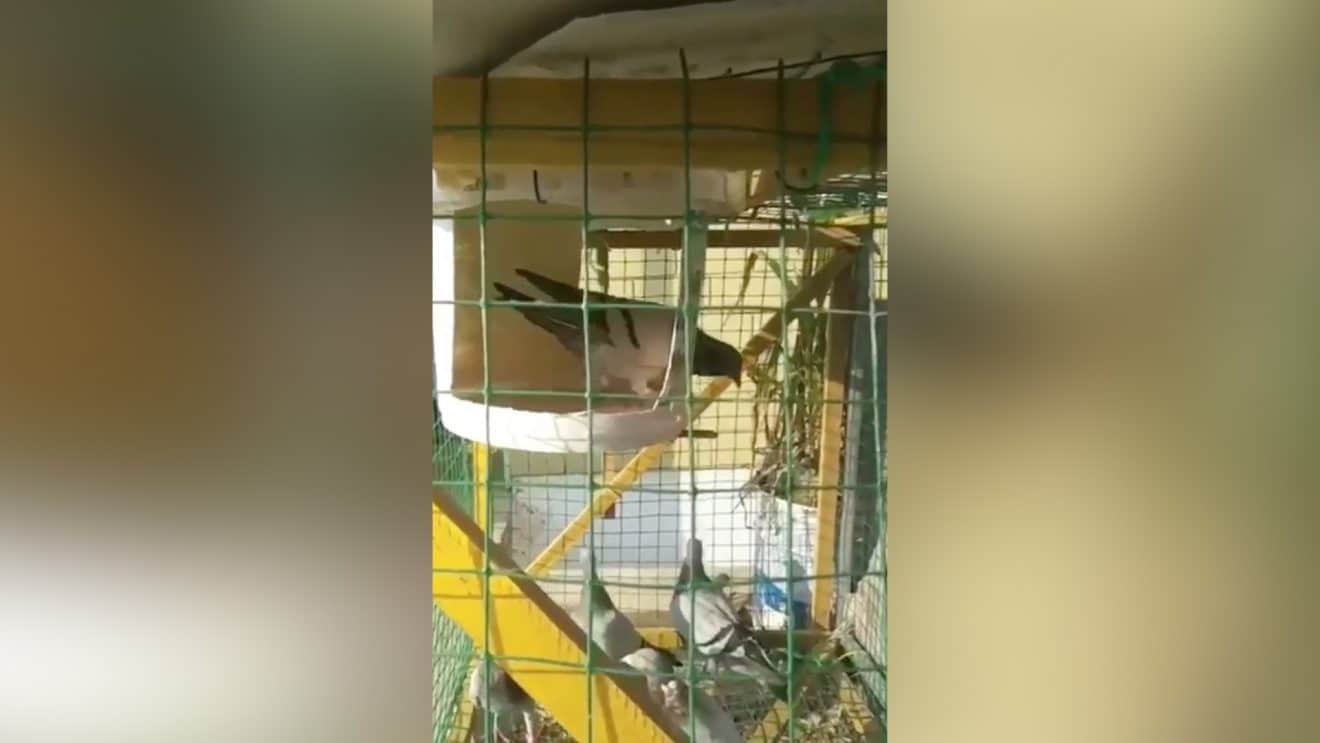 Découvrez ce piège à pigeons plutôt ingénieux ! Et qui ne blesse pas l ...