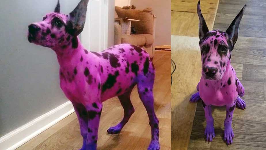 Elle teint son grand chien en rose pour que les inconnus aient moins ...