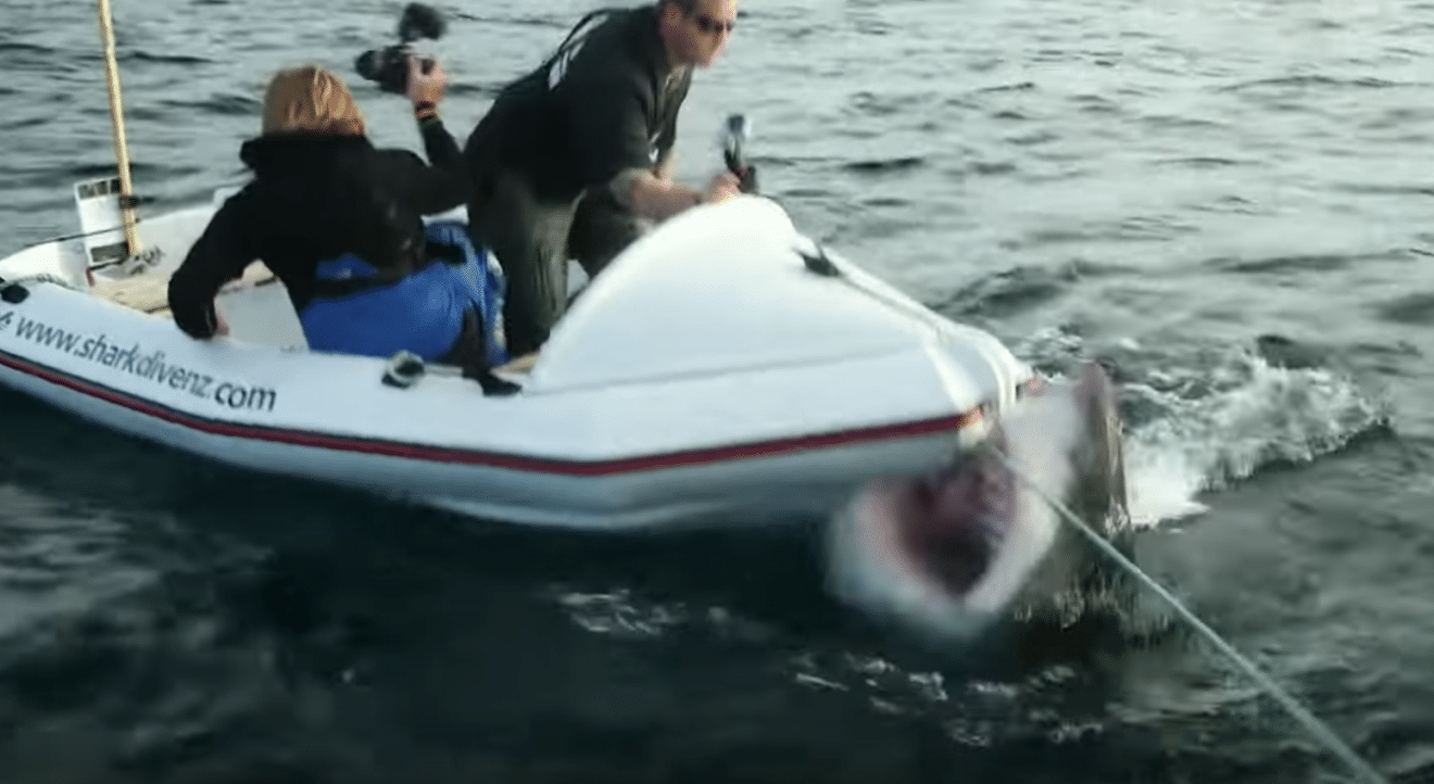 Un minuscule bateau se fait attaquer par un requin ! Une vidéo très ...