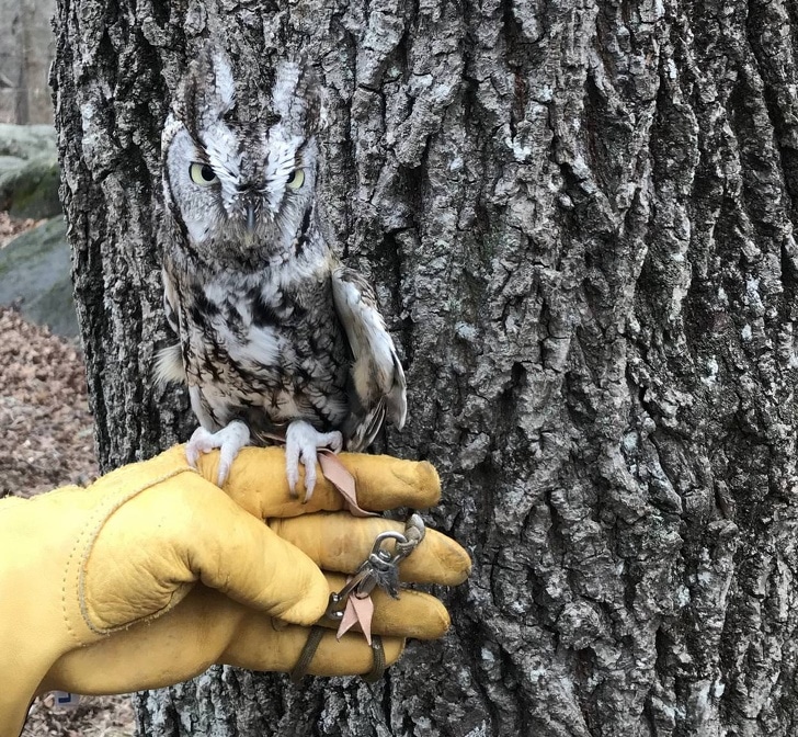 Ces animaux tentent de jouer à cache-cache, et c'est plus ou moins réussi