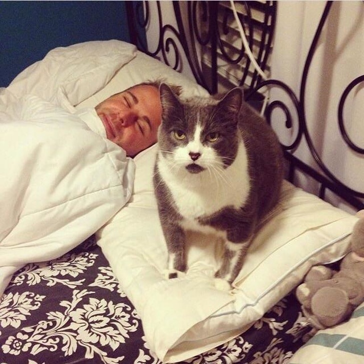 21 chats insupportables qui vivent leurs meilleures vies