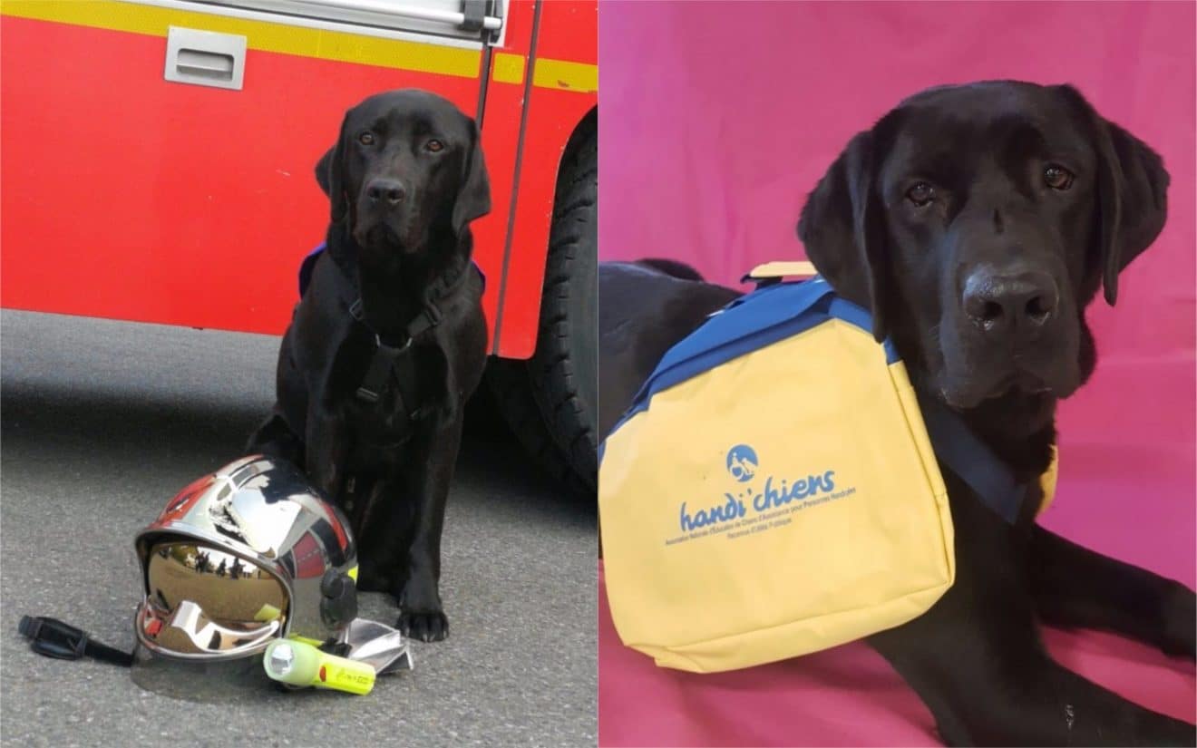 Insolite : LOL devient le premier chien d'assistance judiciaire
