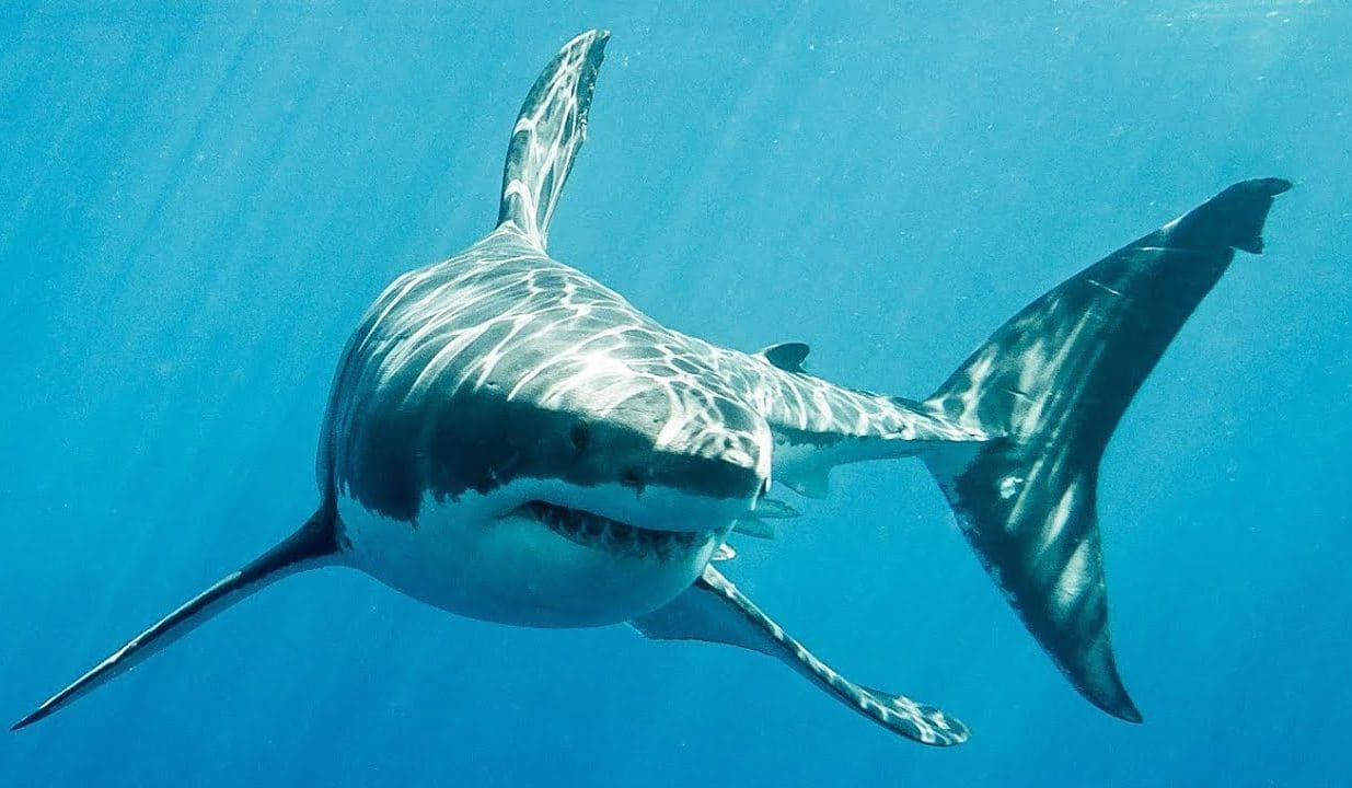 Découvrez les 15 plus grandes espèces de requins ! Des animaux moins ...