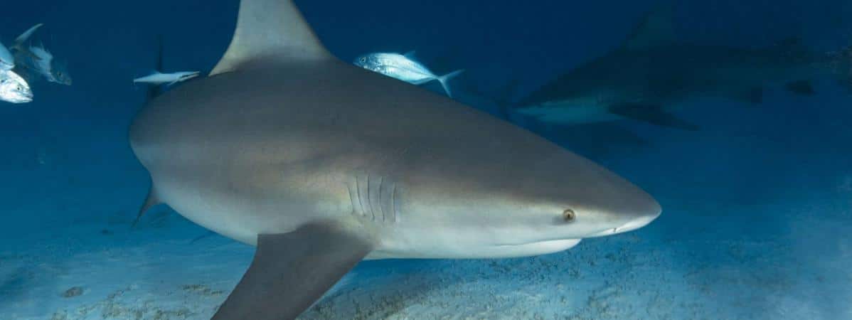 Un requin bouledogue de deux mètres s'invite sur une plage au milieu ...