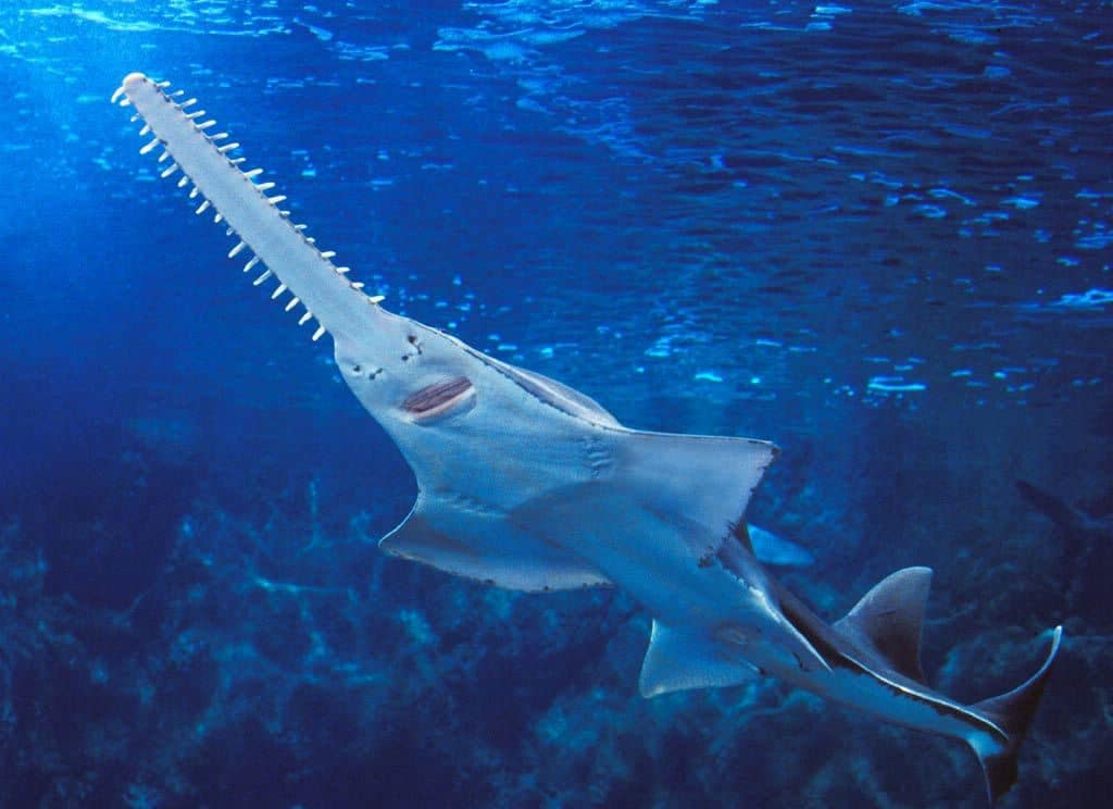 Découvrez les 15 plus grandes espèces de requins ! Des animaux moins ...