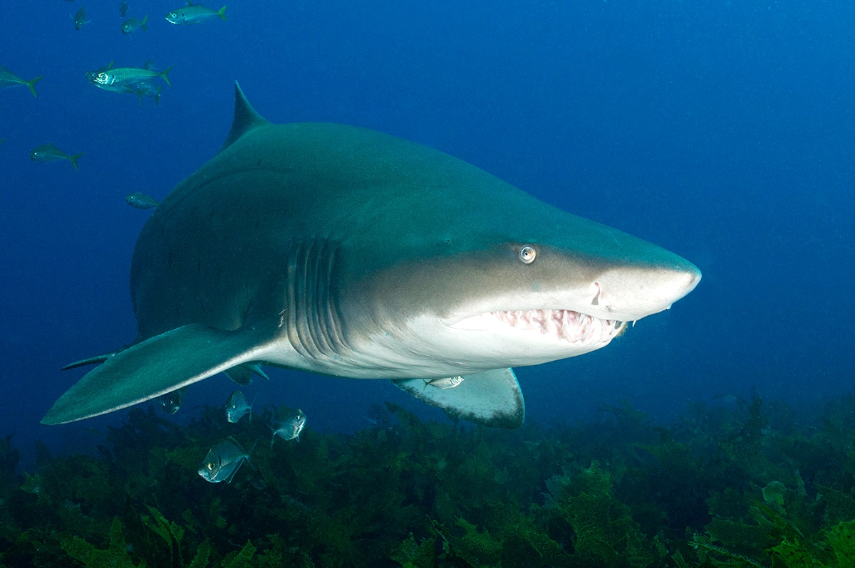 Découvrez les 15 plus grandes espèces de requins ! Des animaux moins ...
