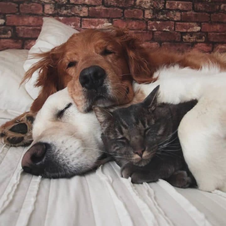 Minute tendresse : 20 animaux beaucoup trop câlins qui vont vous faire ...