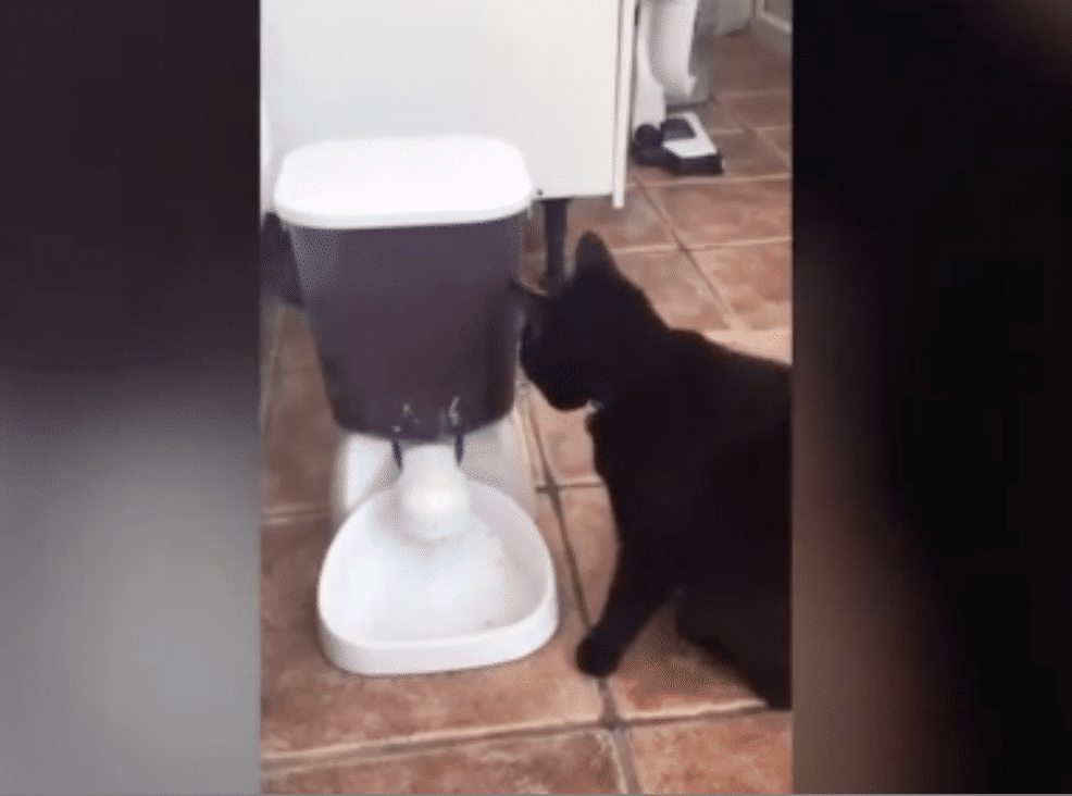 Ce chat semble avoir très faim...