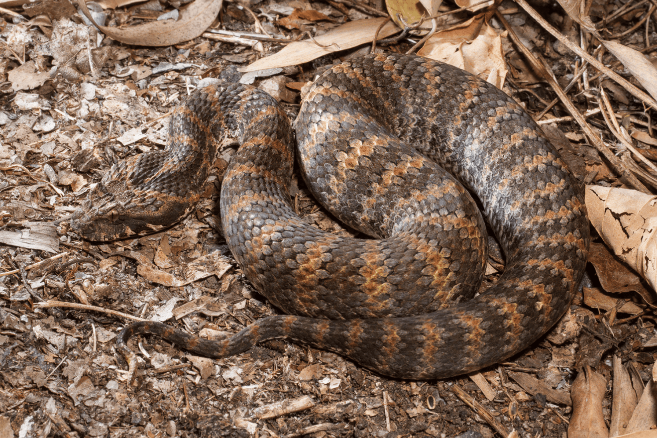 Les 10 serpents les plus venimeux du monde - Page 4 sur 5