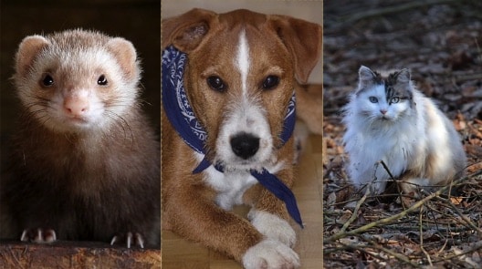 Animaux de compagnie perdus : des chiffres alarmants en hausse en France