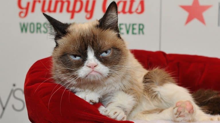 Hommage : GrumpyCat ne miaulera plus. Redécouvrez ses photos les plus ...