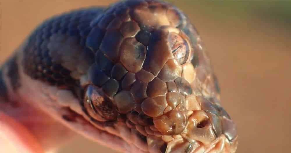 La découverte étonnante de ce python à trois yeux