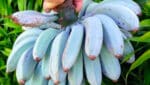 Découvrez les bananes bleues de Java, au goût de glace à la vanille