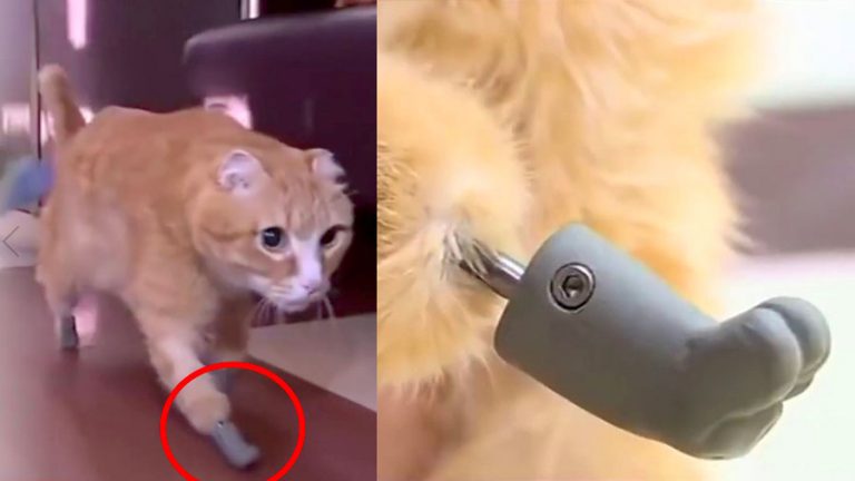 Ce chat survivant est le premier au monde a avoir des prothèses au bout ...