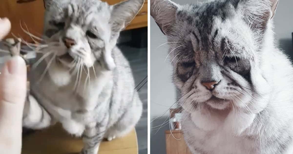 Rejeté toute sa vie, ce chat pas comme les autres trouve enfin une ...