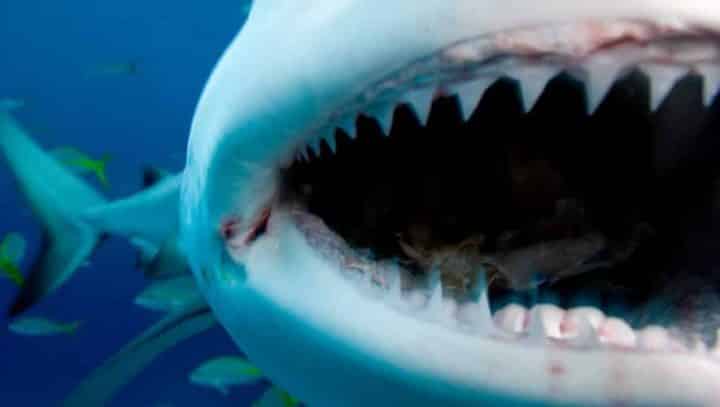Un requin blanc déguste son repas à quelques centimètres d'un nageur ...