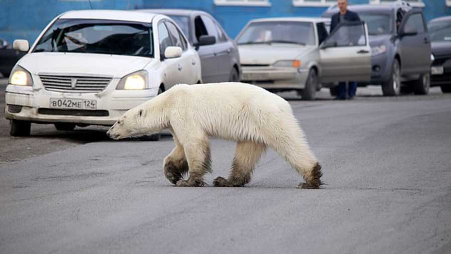 Complètement déboussolé, un ours polaire affamé traverse une ville ...