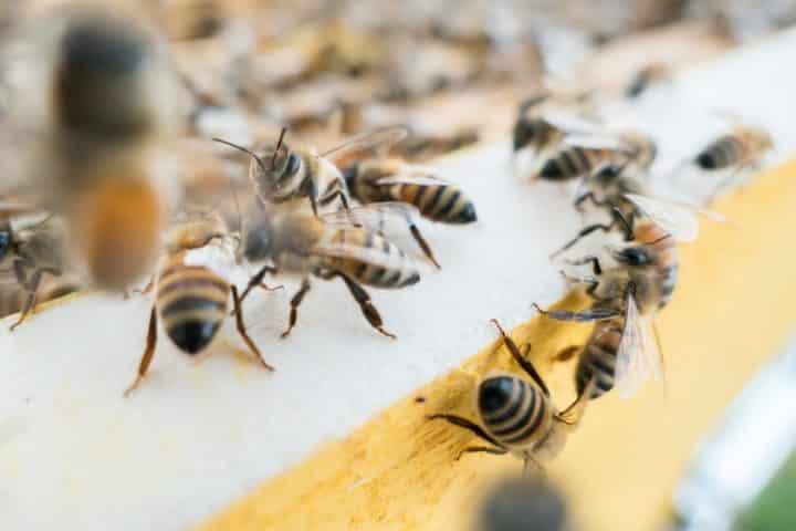 Le saviez-vous : Pourquoi le pénis des abeilles explose pendant l ...