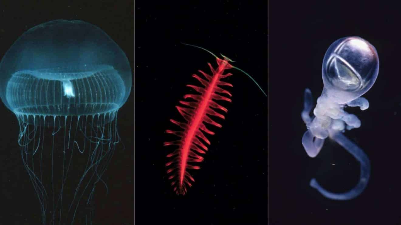 35 créatures venues des abysses aussi étranges que terrifiantes ! Quand ...