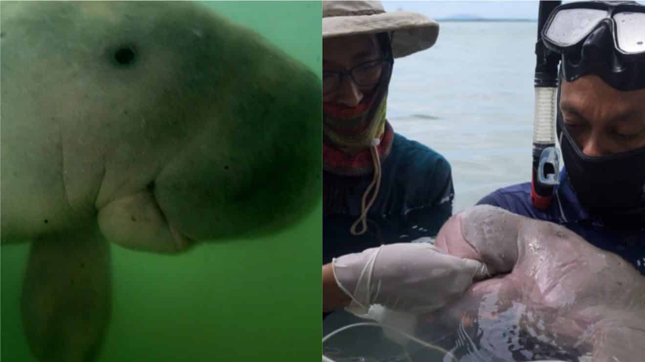 Cette vache marine est une vraie star en Thaïlande et on comprend ...