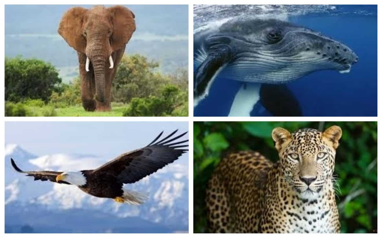 Quiz: Bêlement, hennissement, glapissement : Connaissez vous vraiment ... Quiz: Bêlement, hennissement, glapissement : Connaissez vous vraiment ...