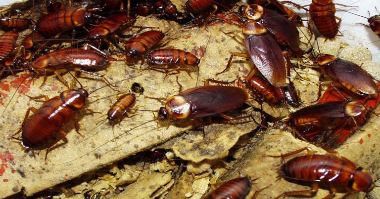 Alerte rouge ! Les cafards vont bientôt devenir invincibles!