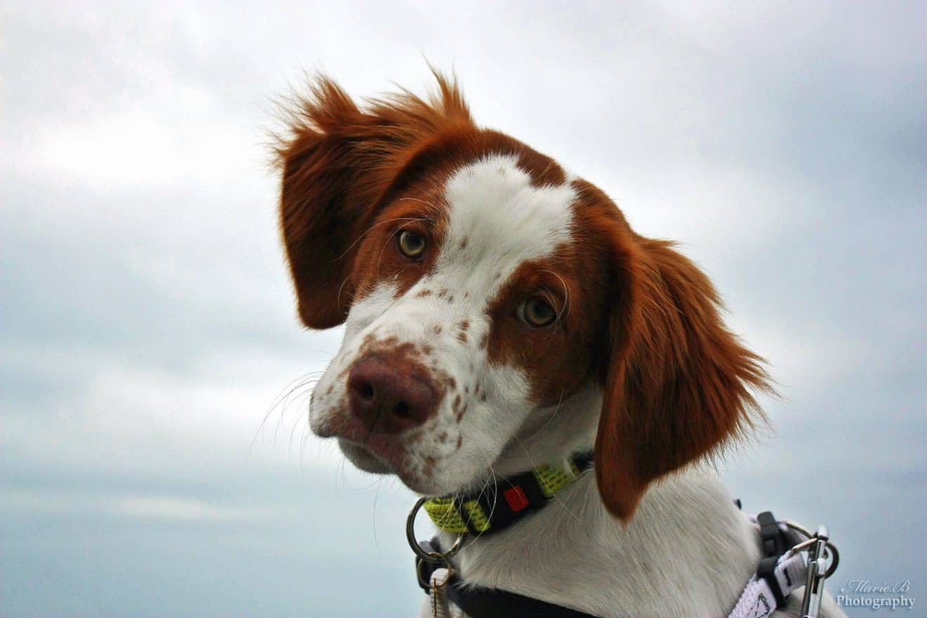 Requins, chiens, baleine : 15 choses que vous ne saviez pas sur les animaux