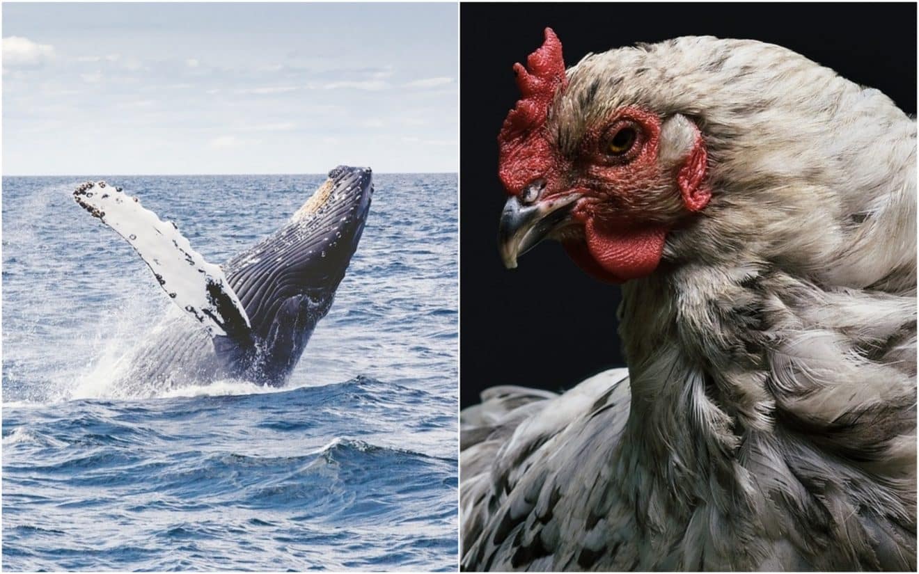 Requins, chiens, baleine : 15 choses que vous ne saviez pas sur les animaux