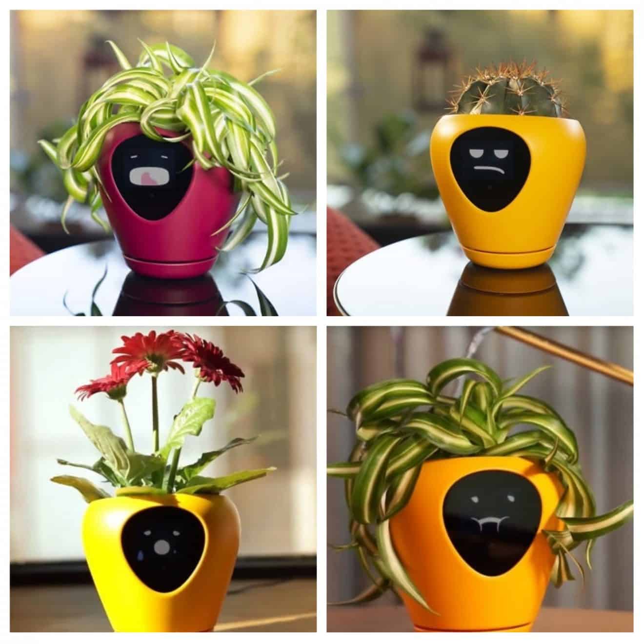 Voici Lua, le smart-pot connecté qui prend soin de vos plantes