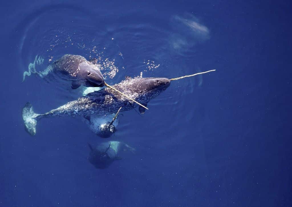 Requins, chiens, baleine : 15 choses que vous ne saviez pas sur les animaux