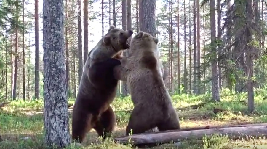 Le combat épique entre ces deux ours bruns en Finlande sidère les ...