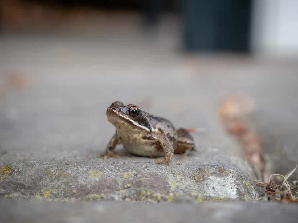 Poissons, vaches, argent : Les 10 choses les plus improbables qui sont ...