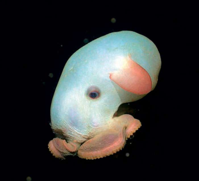 35 créatures venues des abysses aussi étranges que terrifiantes ! Quand ...