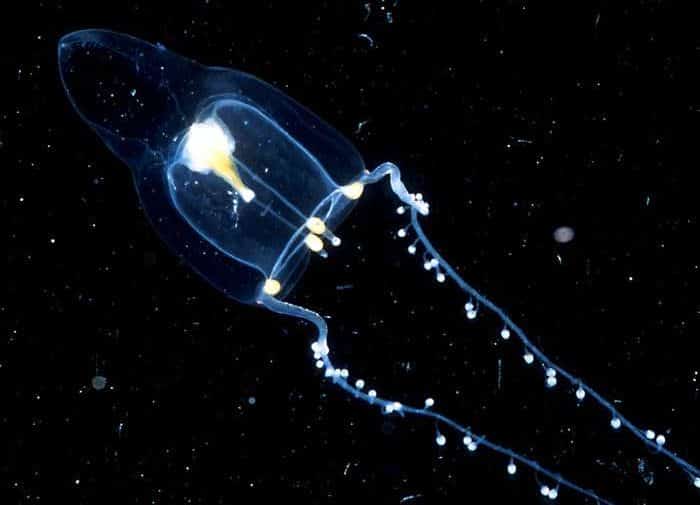 35 créatures venues des abysses aussi étranges que terrifiantes ! Quand ...