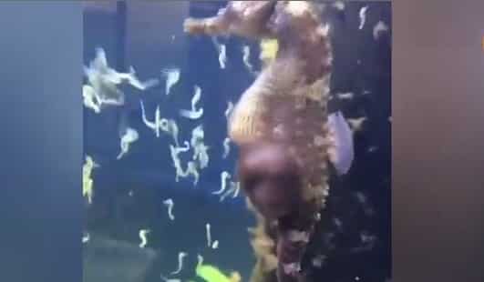 Voici comment un hippocampe donne naissance, c'est impressionnant et ...