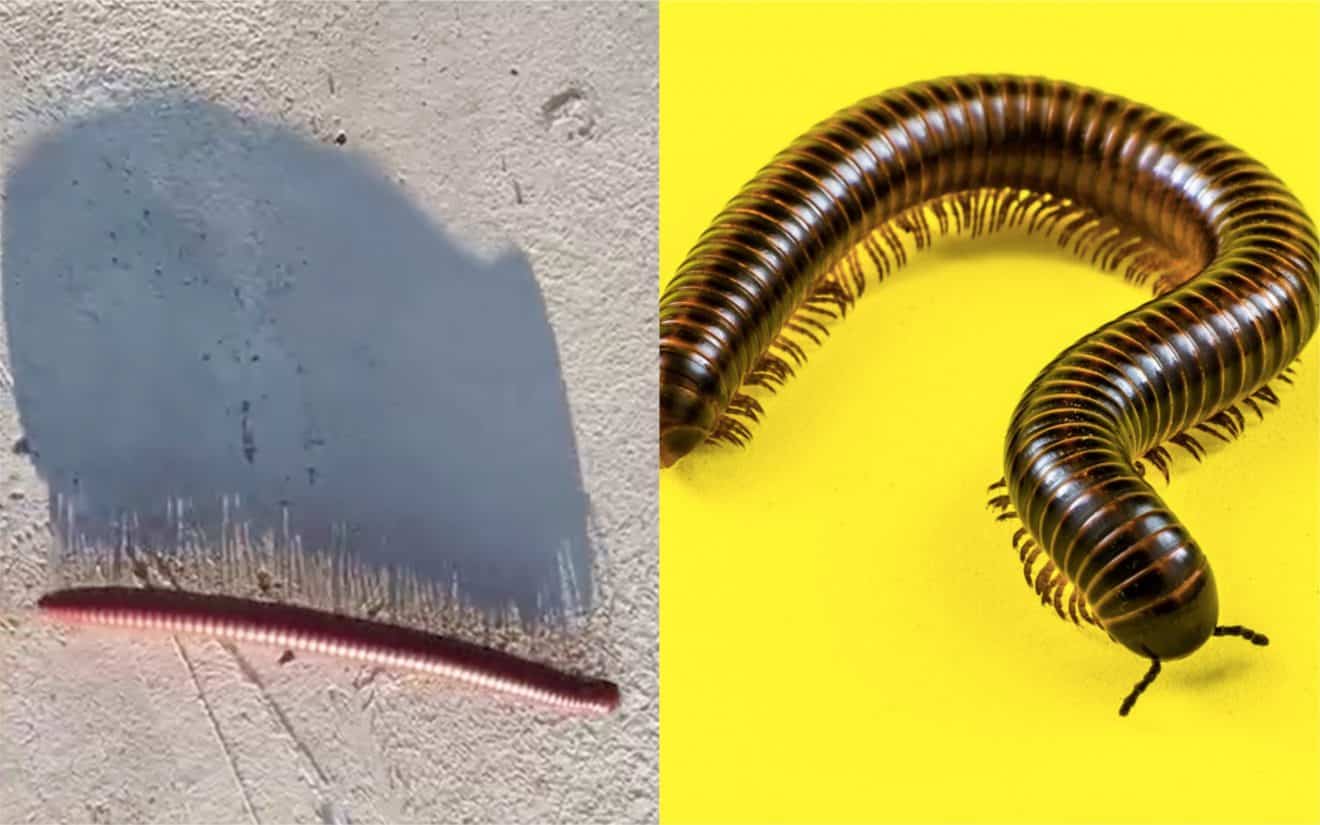 Cet angle de vue nous montre que le mille-pattes porte bien son nom ...