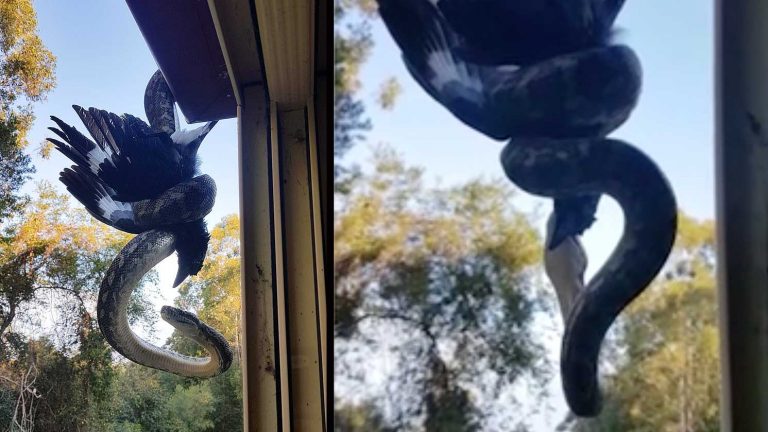 Il se réveille et découvre un énorme python qui dévore un gros oiseau ...