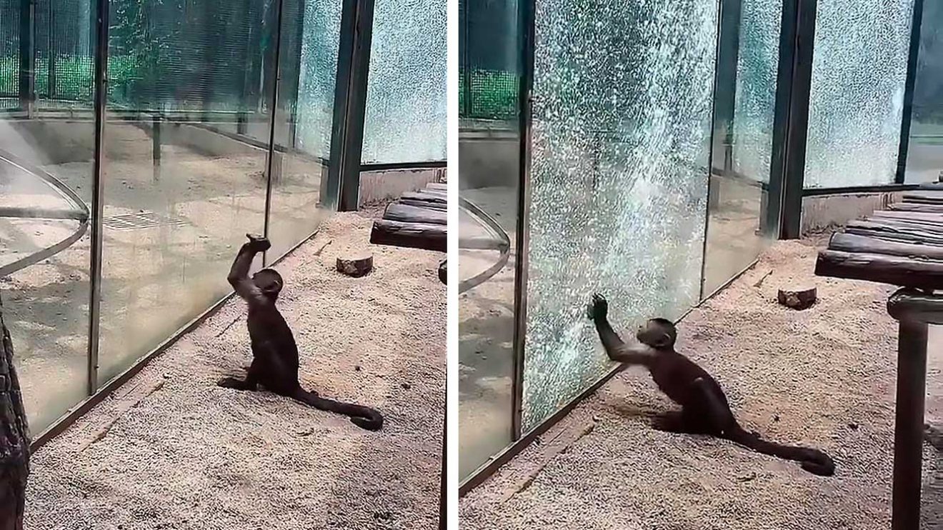 Le plus gros caca humain a été découvert par des scientifiques