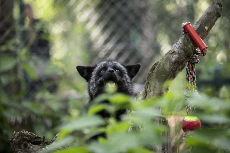 Ces 30 photos d'animaux qui auraient dû devenir des "fourrures de la ...