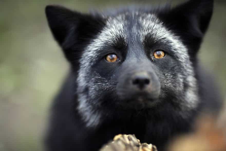 Ces 30 photos d'animaux qui auraient dû devenir des "fourrures de la ...
