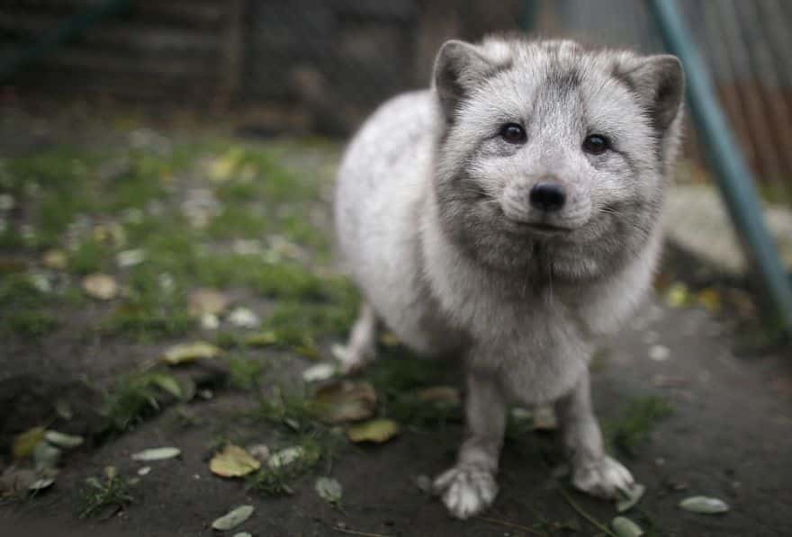 Ces 30 photos d'animaux qui auraient dû devenir des "fourrures de la ...